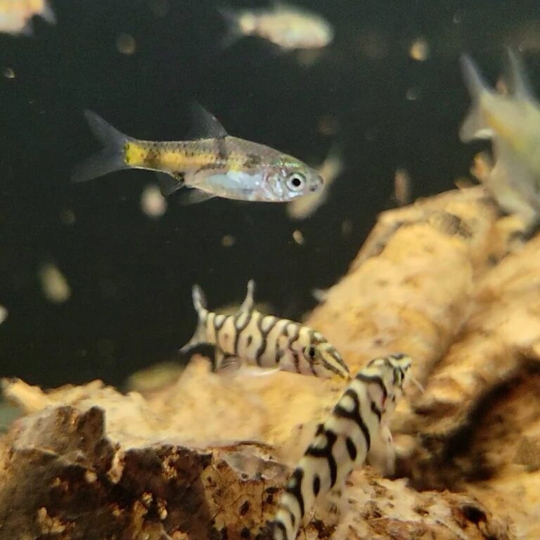 Forest Lake Pets – Minnesota’s Place for Tropical Fish