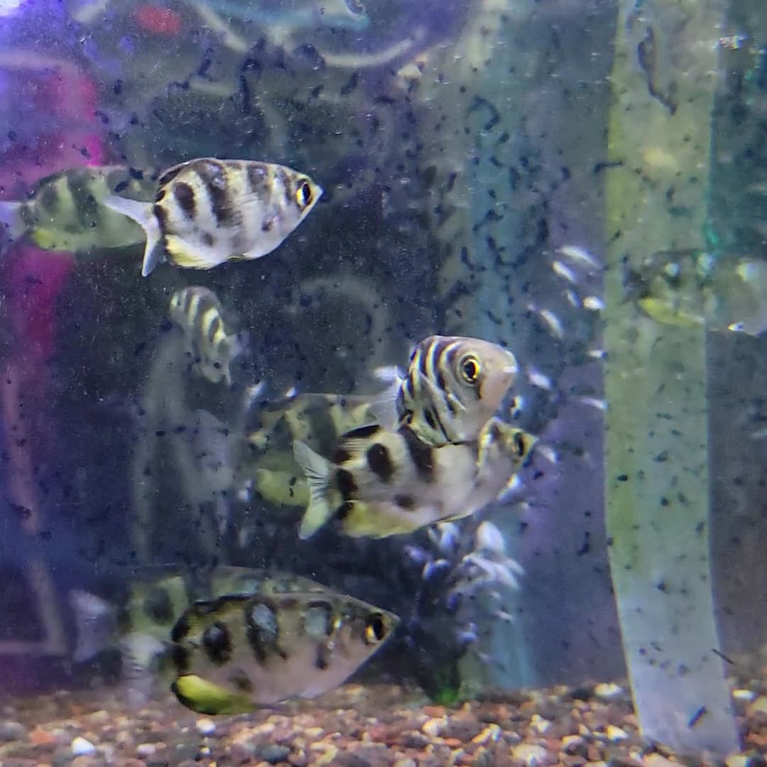 Forest Lake Pets – Minnesota’s Place for Tropical Fish