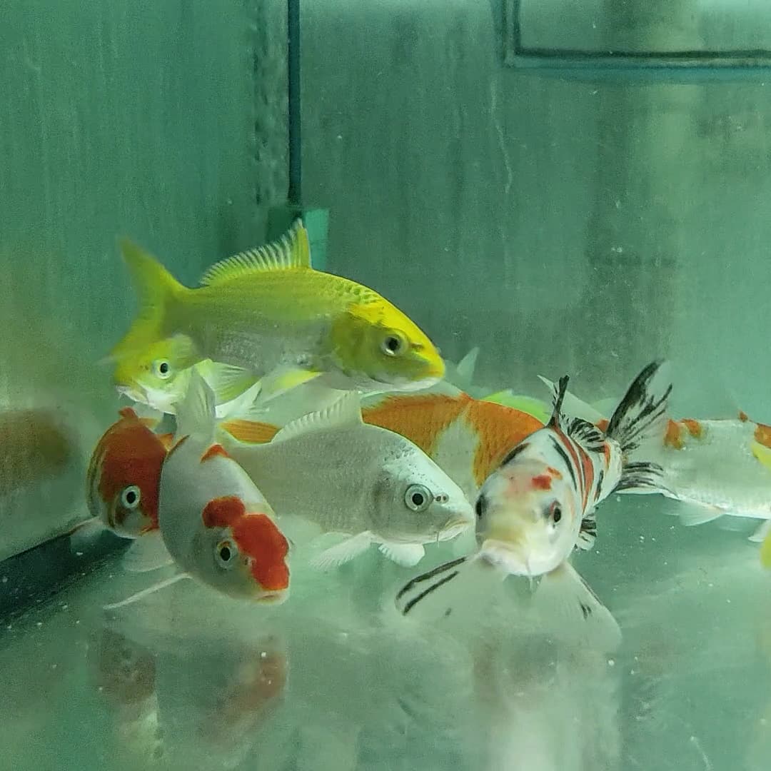 Forest Lake Pets – Minnesota’s Place for Tropical Fish