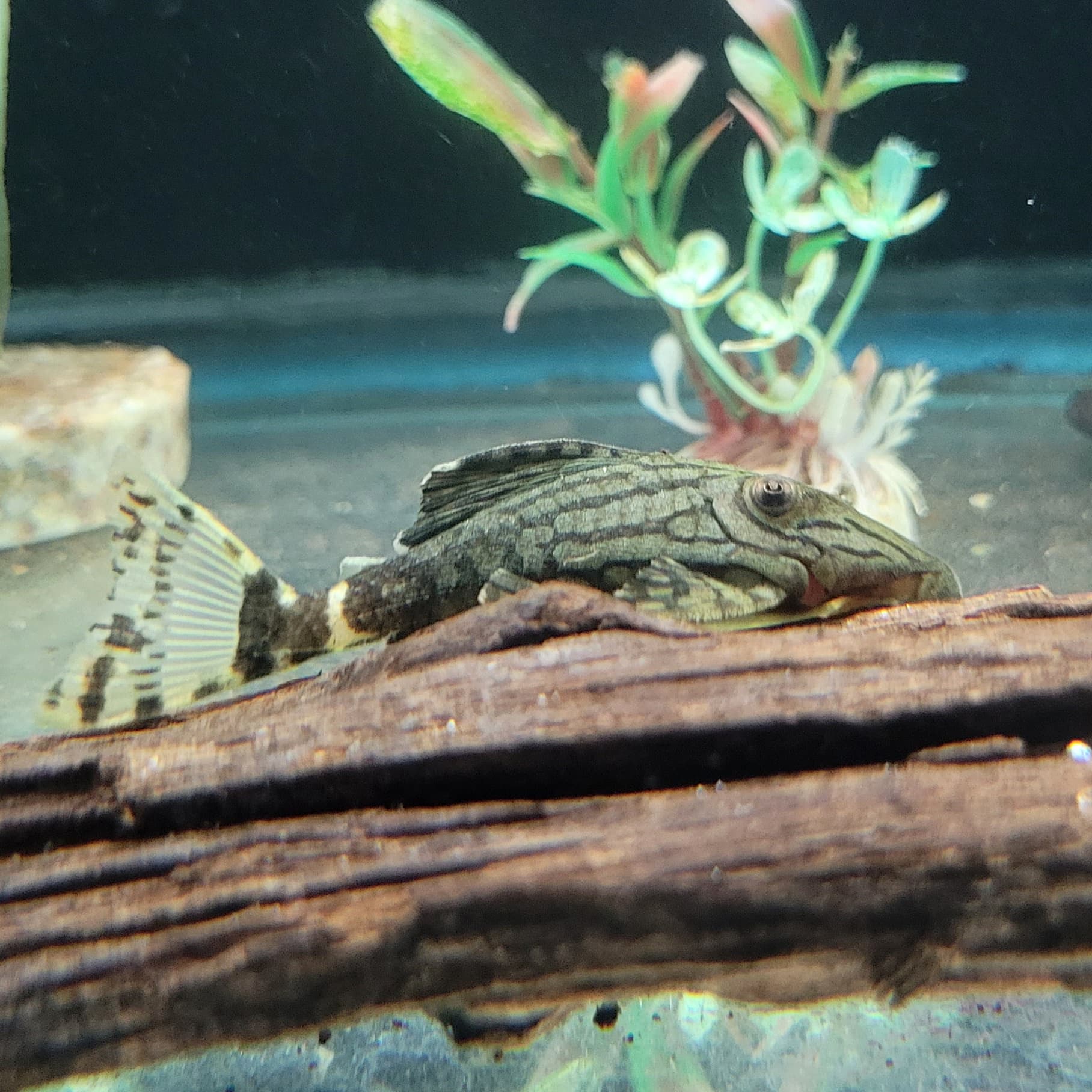 Forest Lake Pets – Minnesota’s Place for Tropical Fish