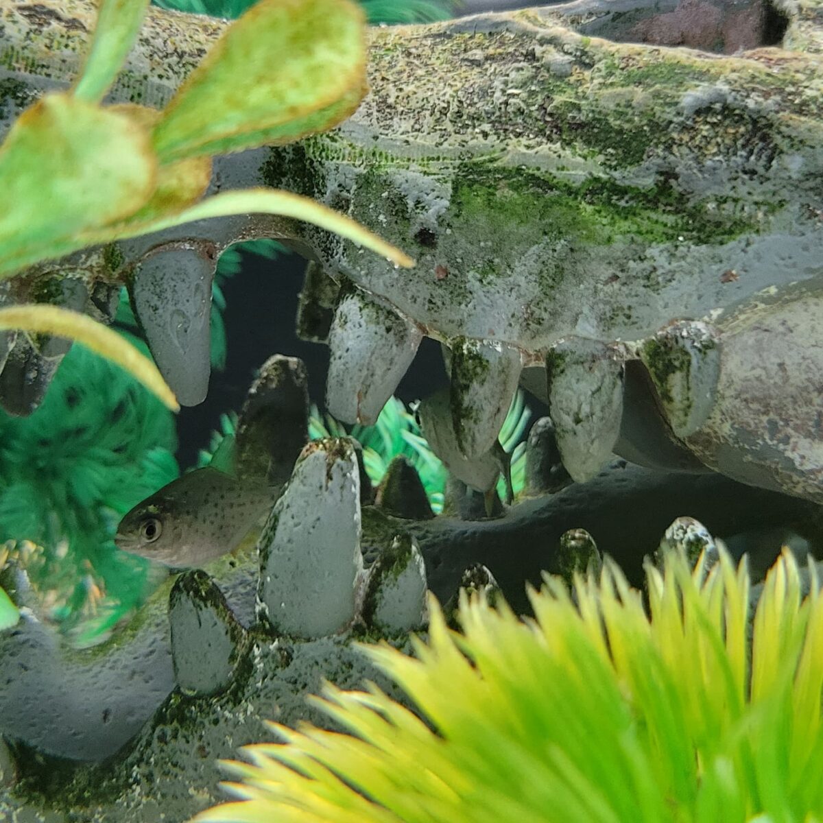 Forest Lake Pets – Minnesota’s Place for Tropical Fish