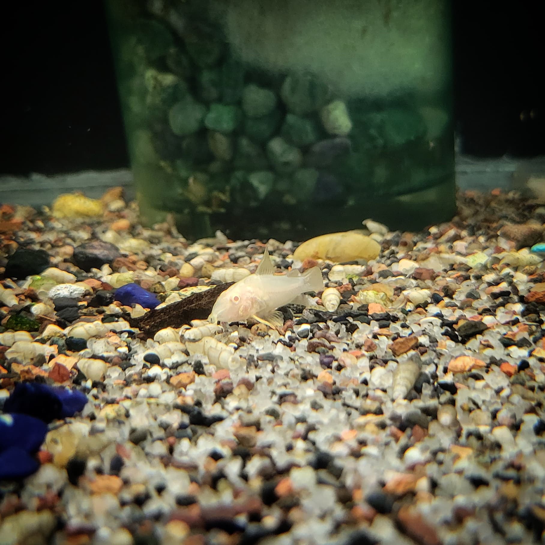 Forest Lake Pets – Minnesota’s Place for Tropical Fish