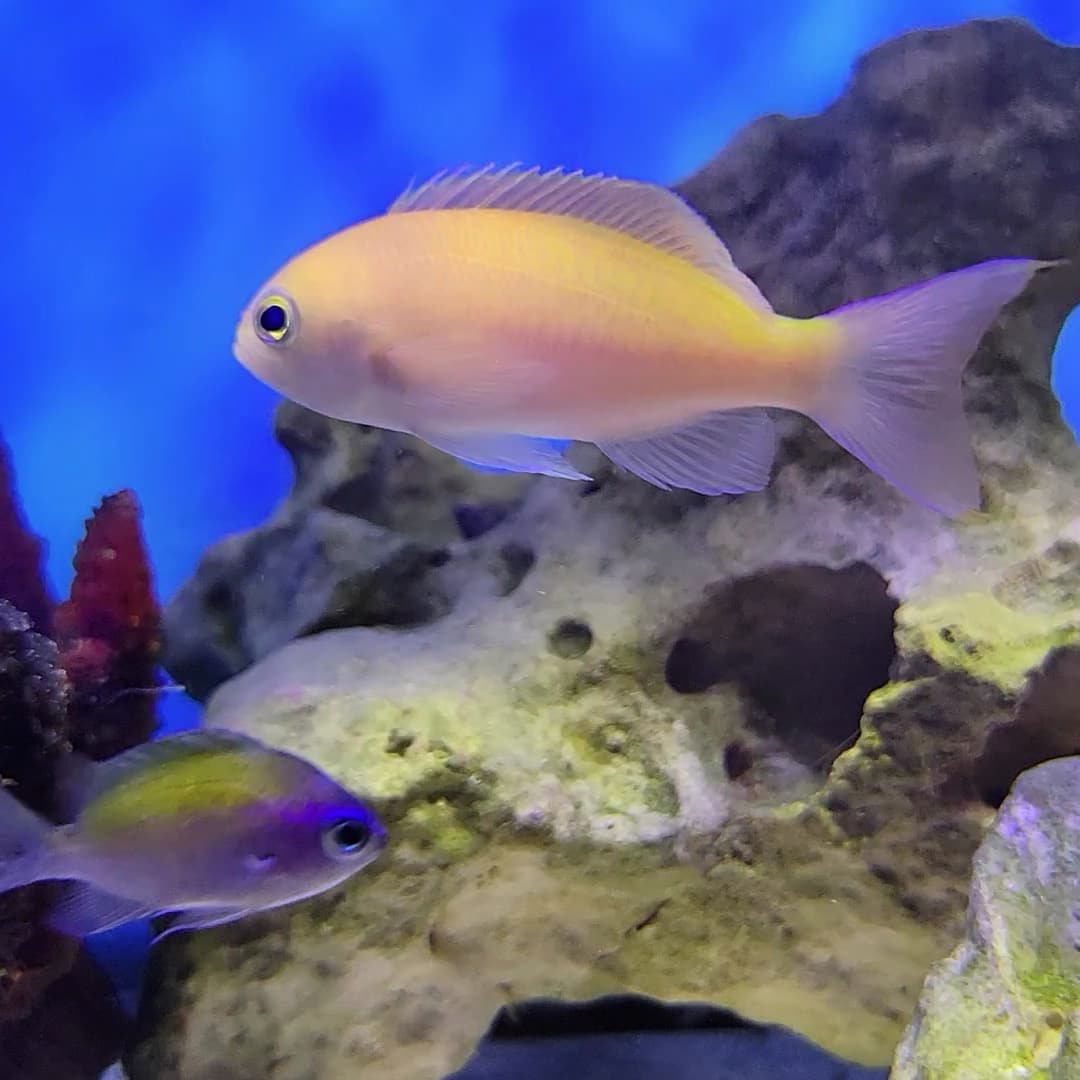 Forest Lake Pets – Minnesota’s Place for Tropical Fish