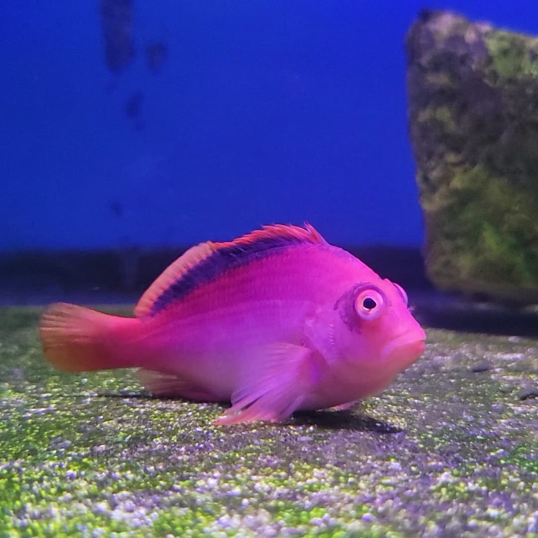 Forest Lake Pets – Minnesota’s Place for Tropical Fish