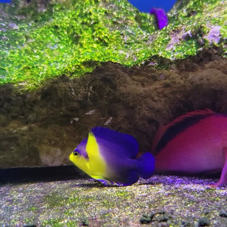 Forest Lake Pets – Minnesota’s Place for Tropical Fish