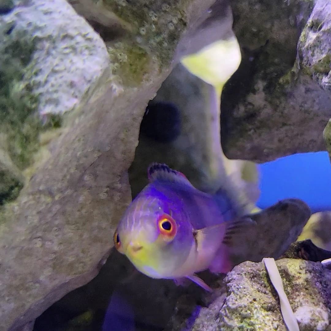 Forest Lake Pets – Minnesota’s Place for Tropical Fish