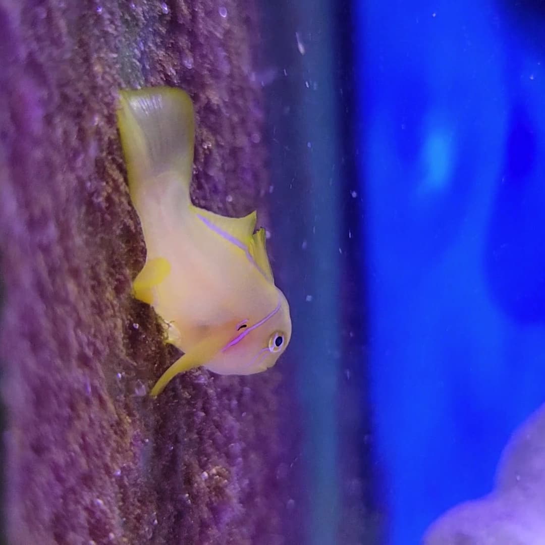 Forest Lake Pets – Minnesota’s Place for Tropical Fish