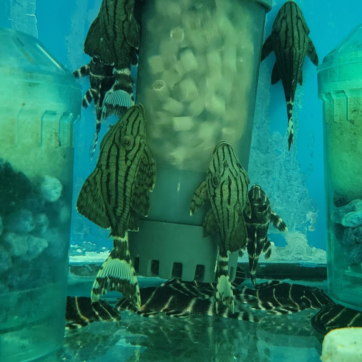 Forest Lake Pets – Minnesota’s Place for Tropical Fish