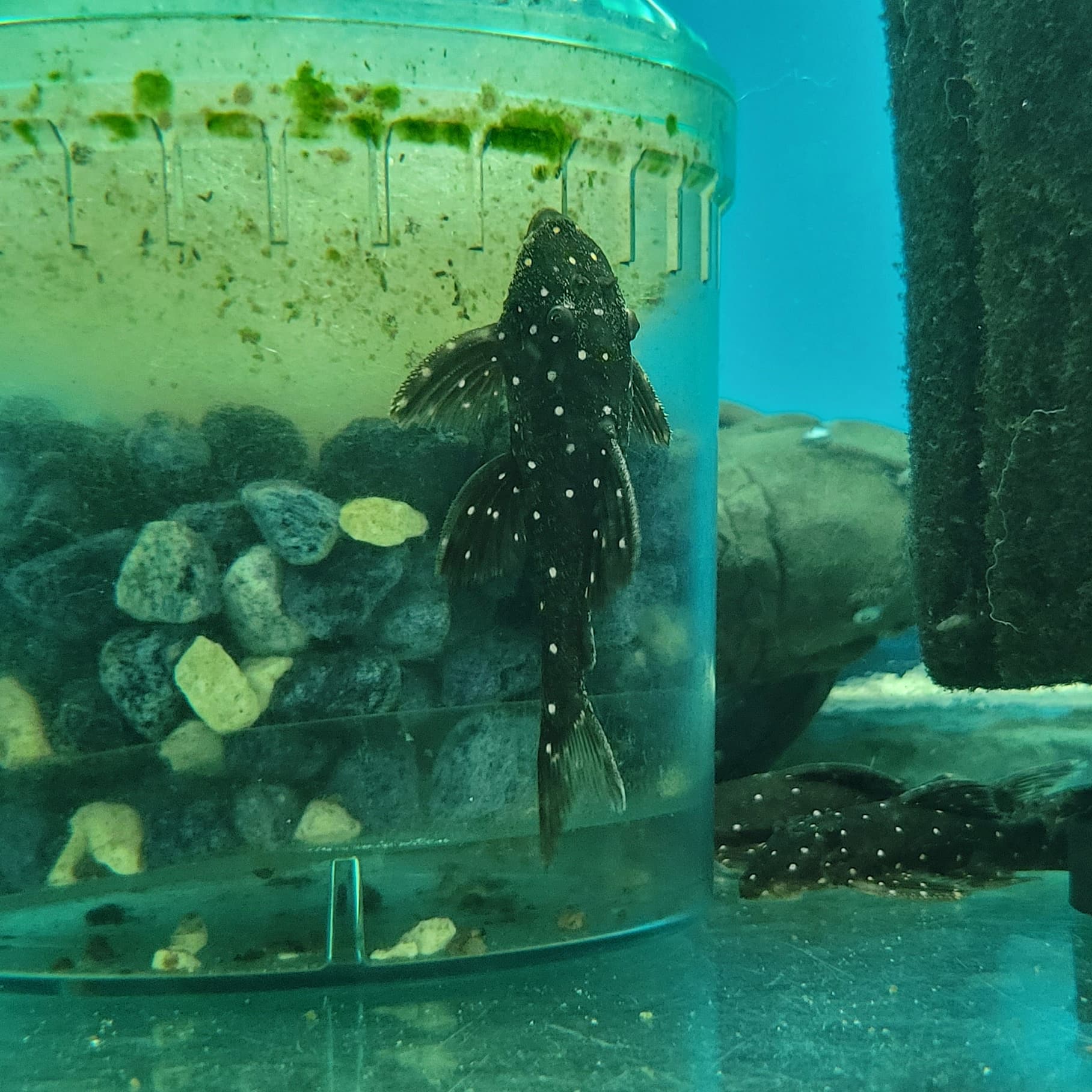 Forest Lake Pets – Minnesota’s Place for Tropical Fish