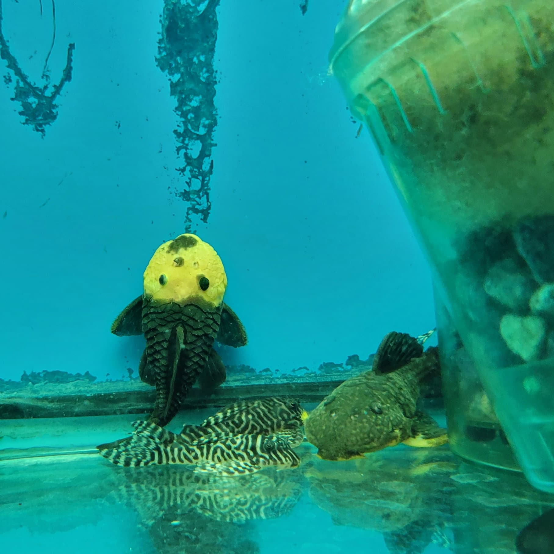 Forest Lake Pets – Minnesota’s Place for Tropical Fish