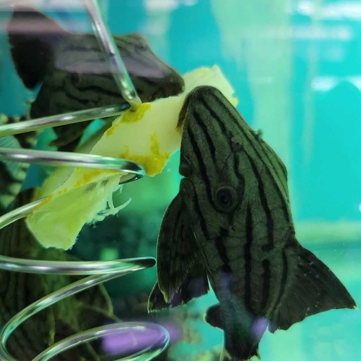 Forest Lake Pets – Minnesota’s Place for Tropical Fish