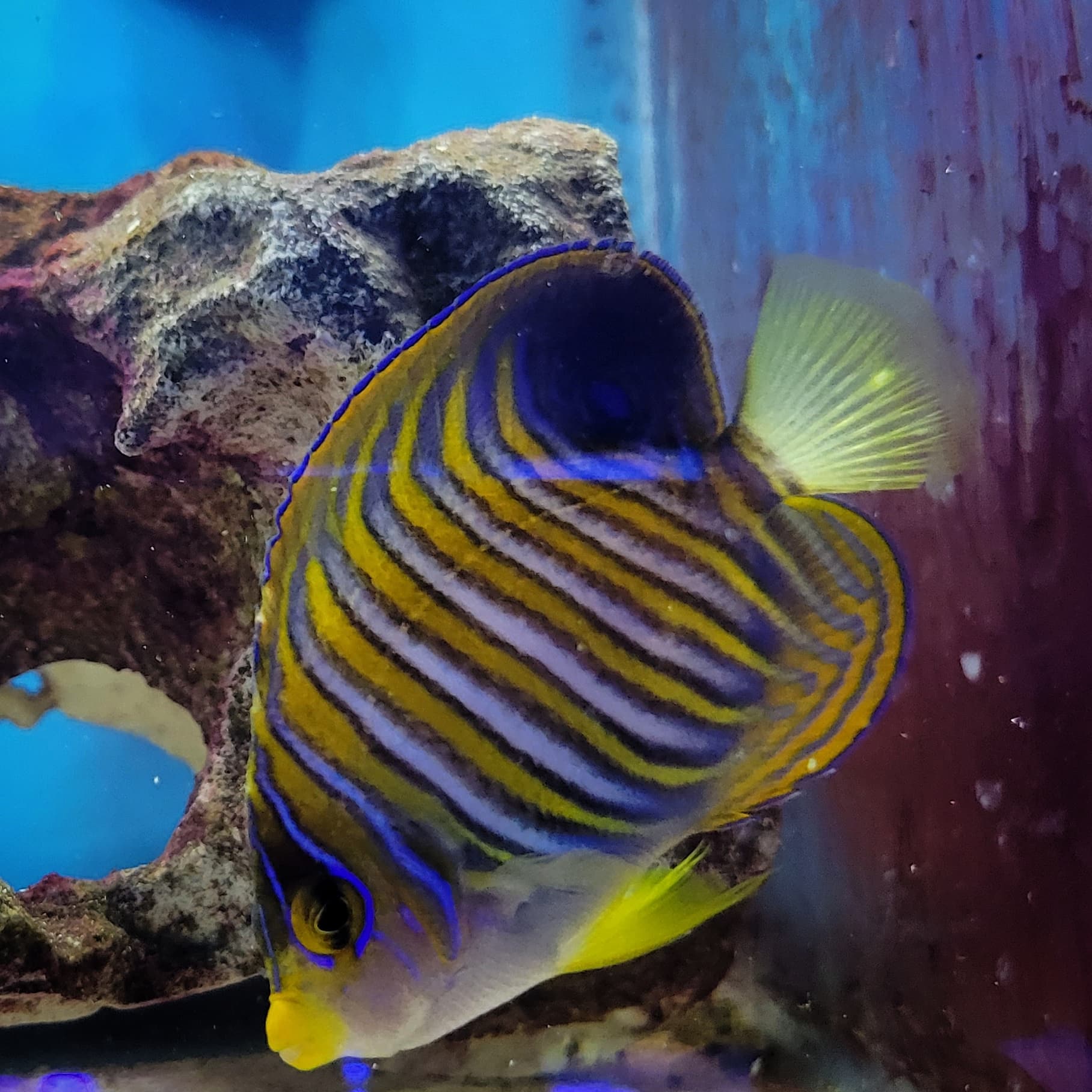 Forest Lake Pets – Minnesota’s Place for Tropical Fish