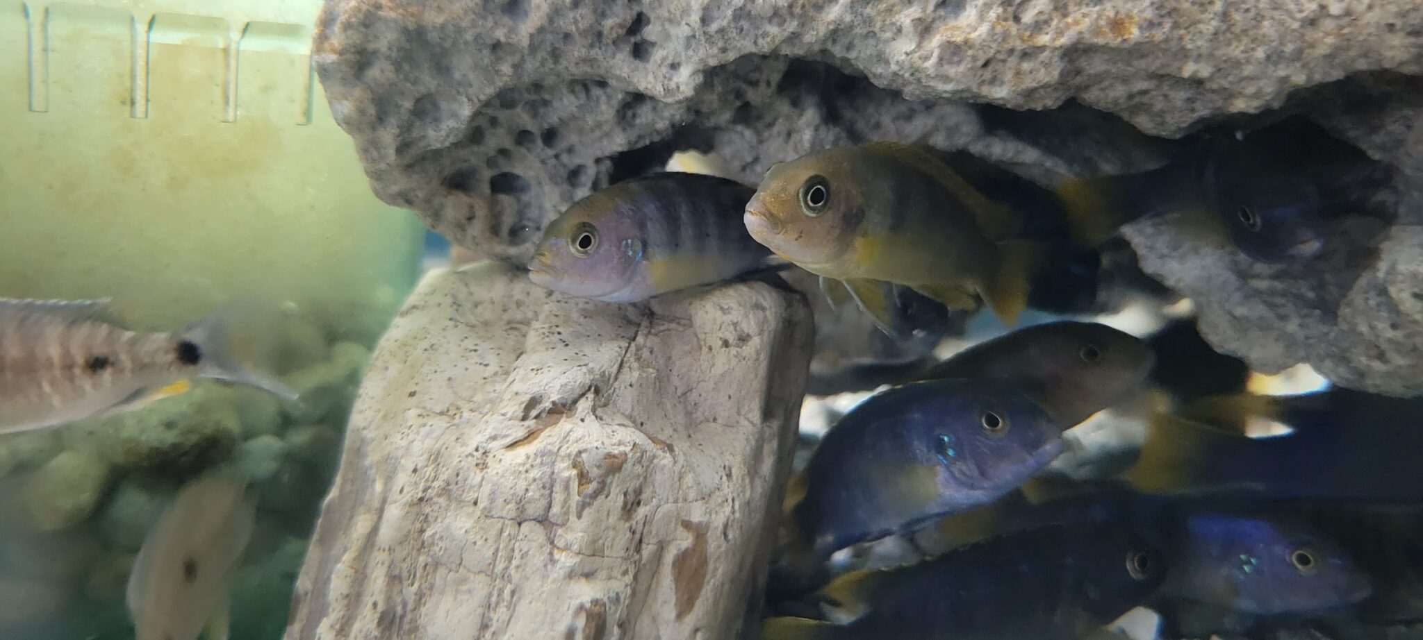 Forest Lake Pets – Minnesota’s Place for Tropical Fish