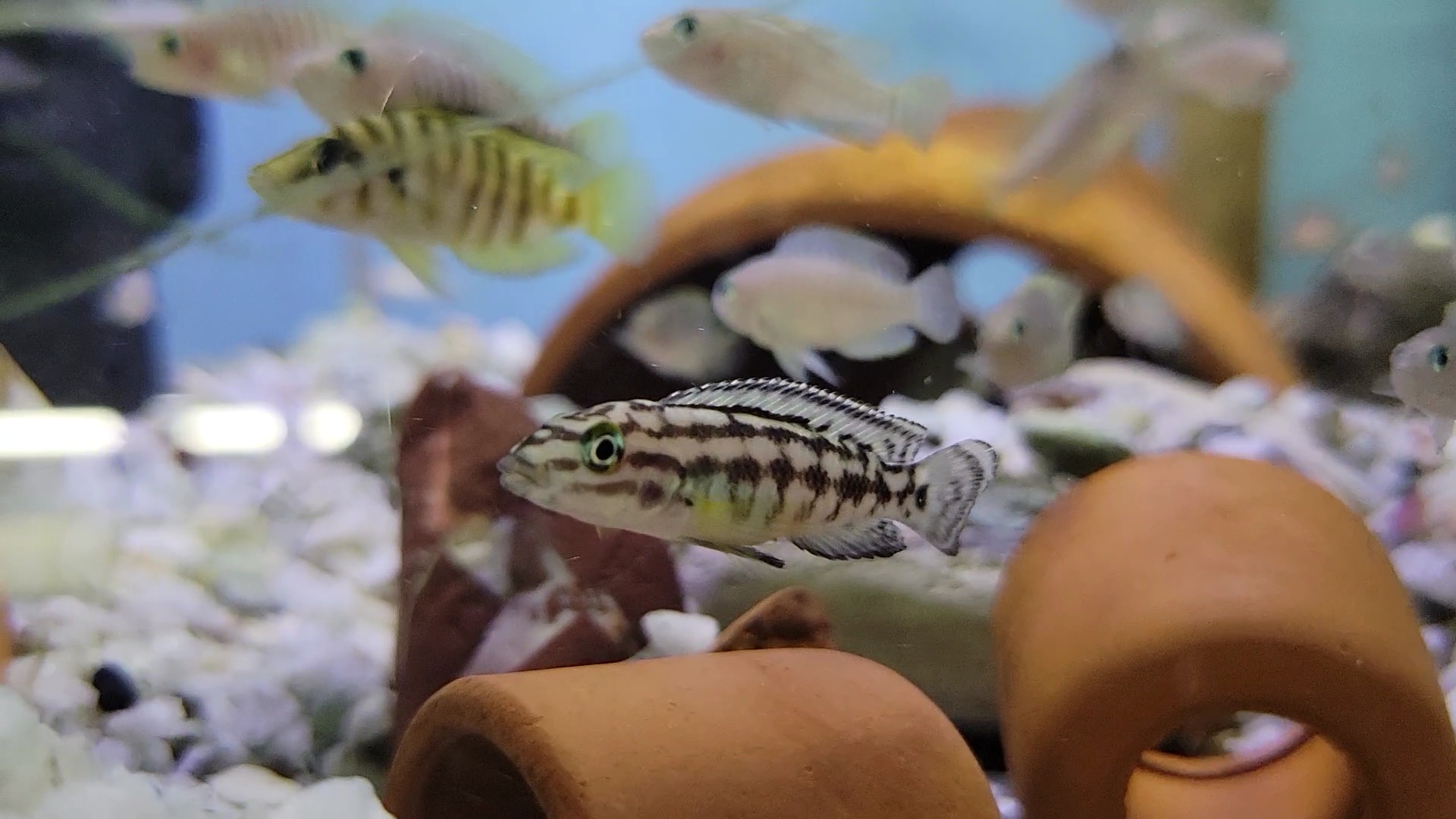 Forest Lake Pets – Minnesota’s Place for Tropical Fish
