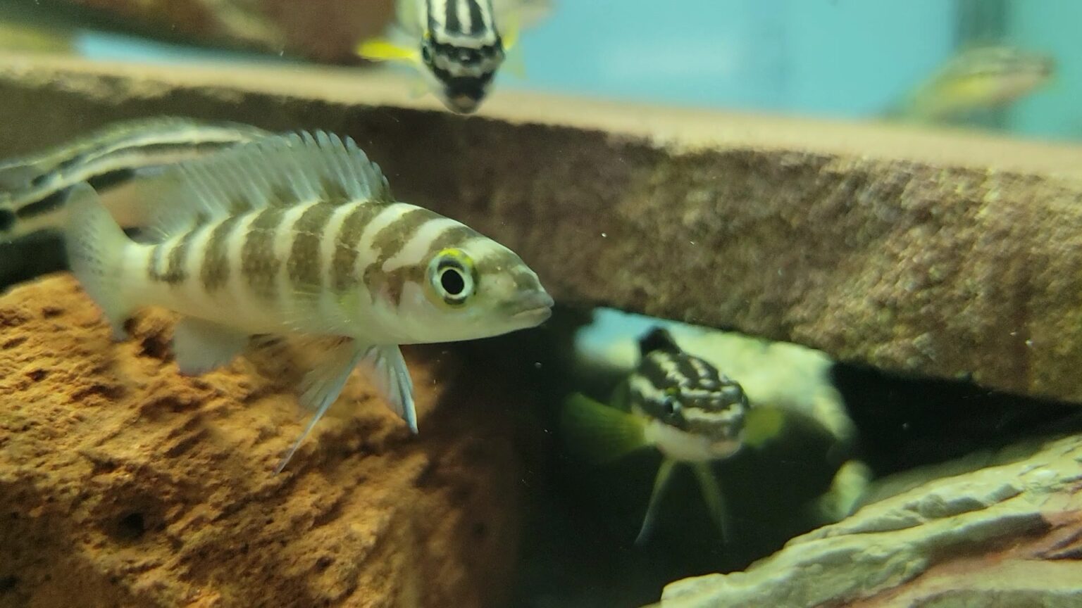 Forest Lake Pets – Minnesota’s Place for Tropical Fish