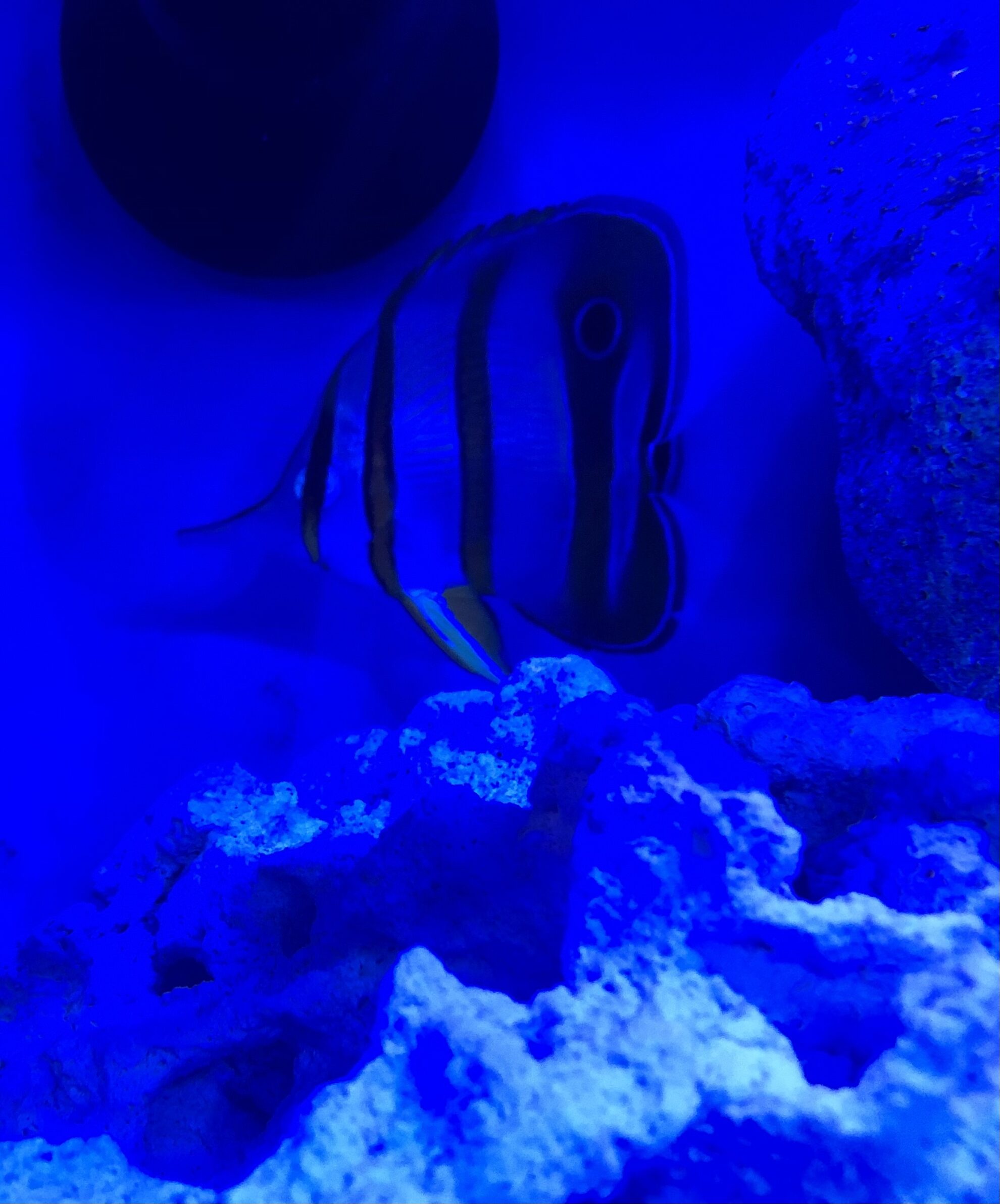 Forest Lake Pets – Minnesota’s Place for Tropical Fish