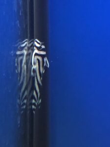 Forest Lake Pets – Minnesota’s Place for Tropical Fish