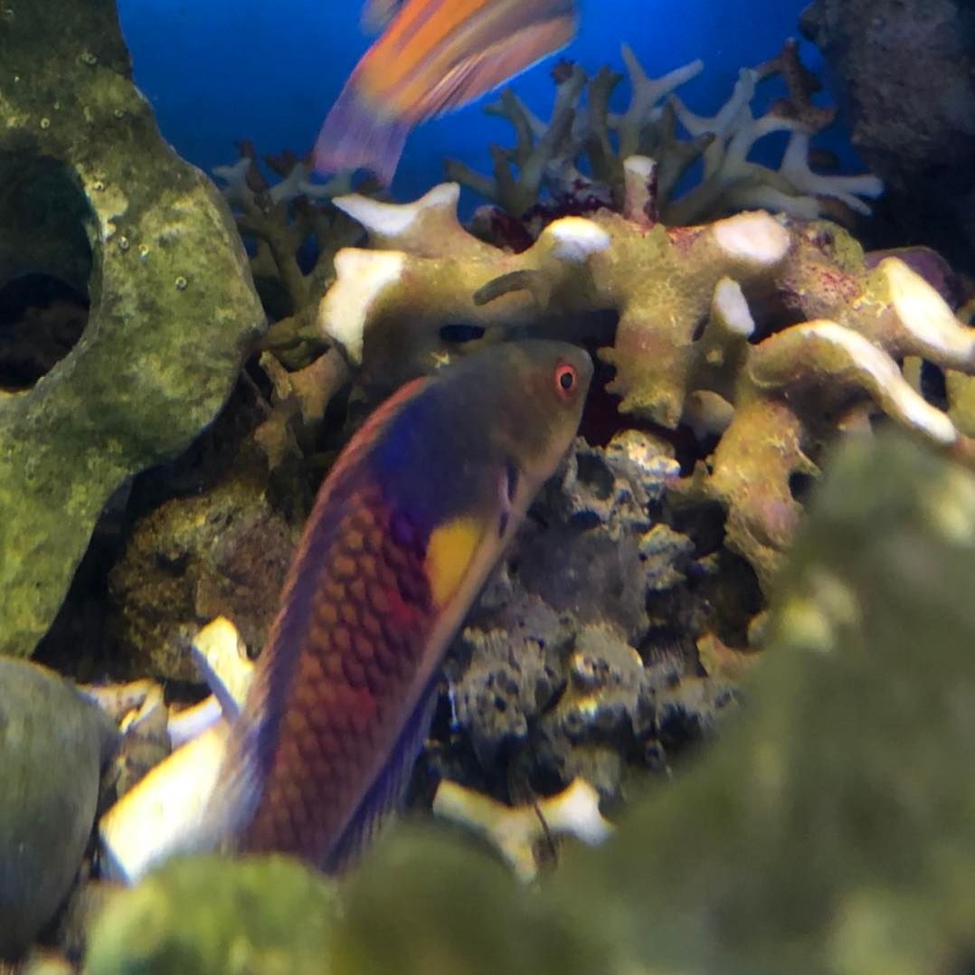 Saltwater – Forest Lake Pets