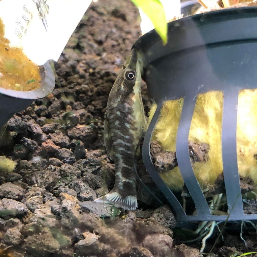 Freshwater – Forest Lake Pets