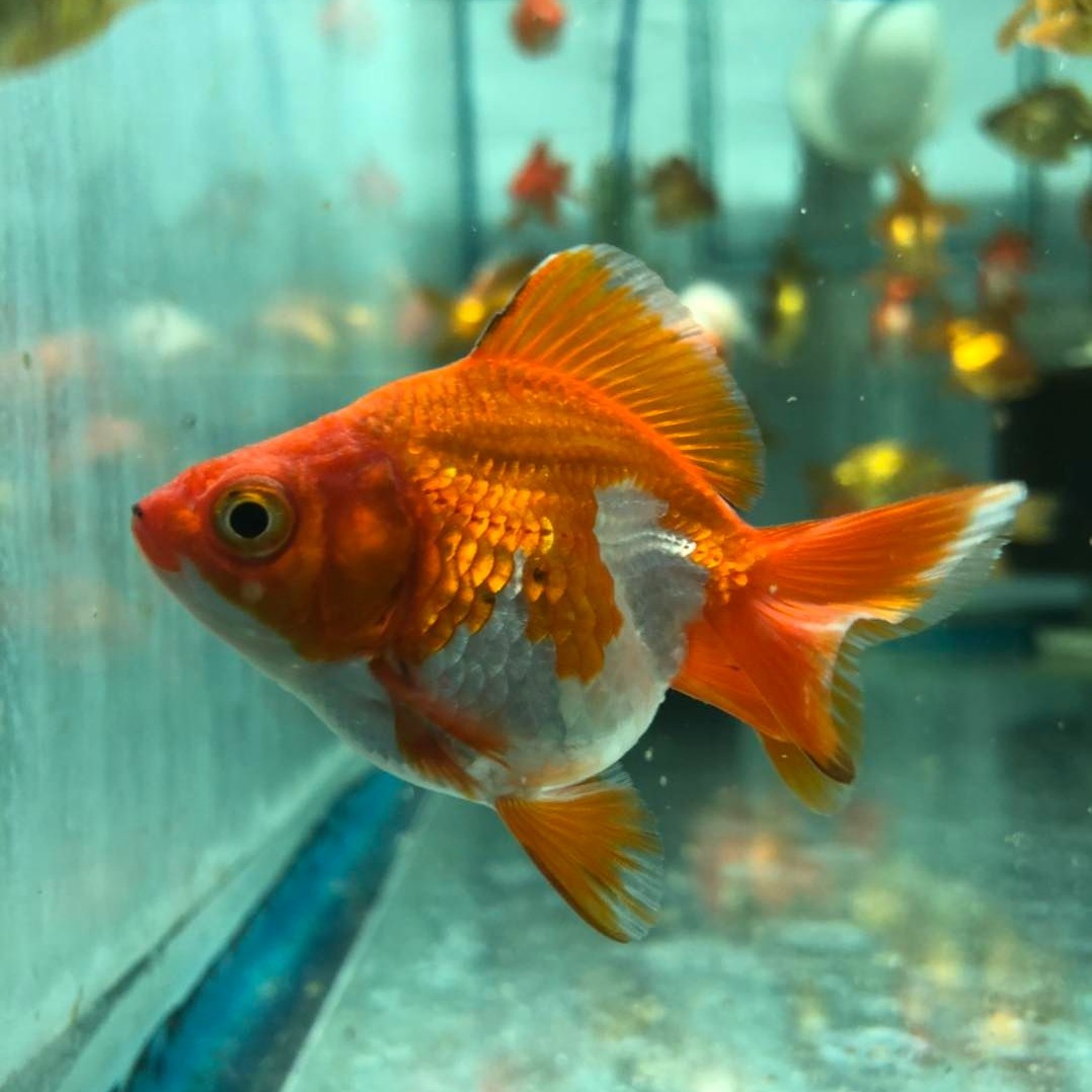 Freshwater Friday 05/05/23 – Forest Lake Pets