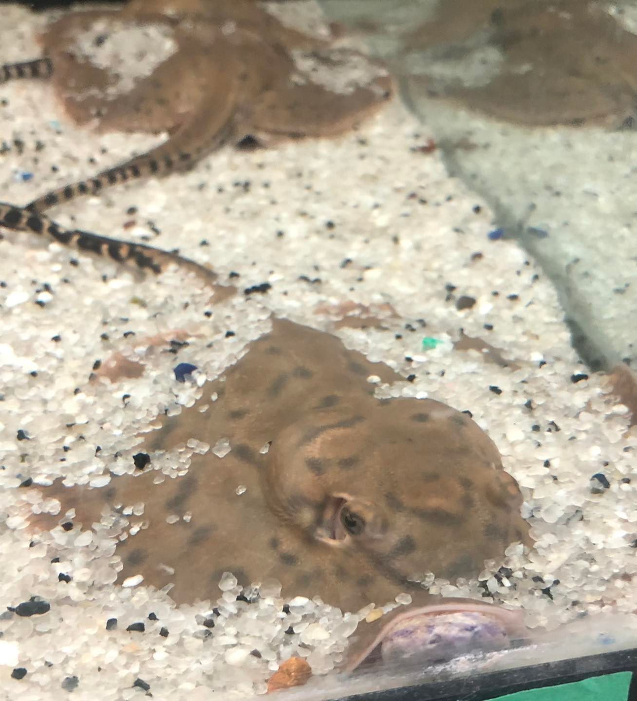 Freshwater – Forest Lake Pets