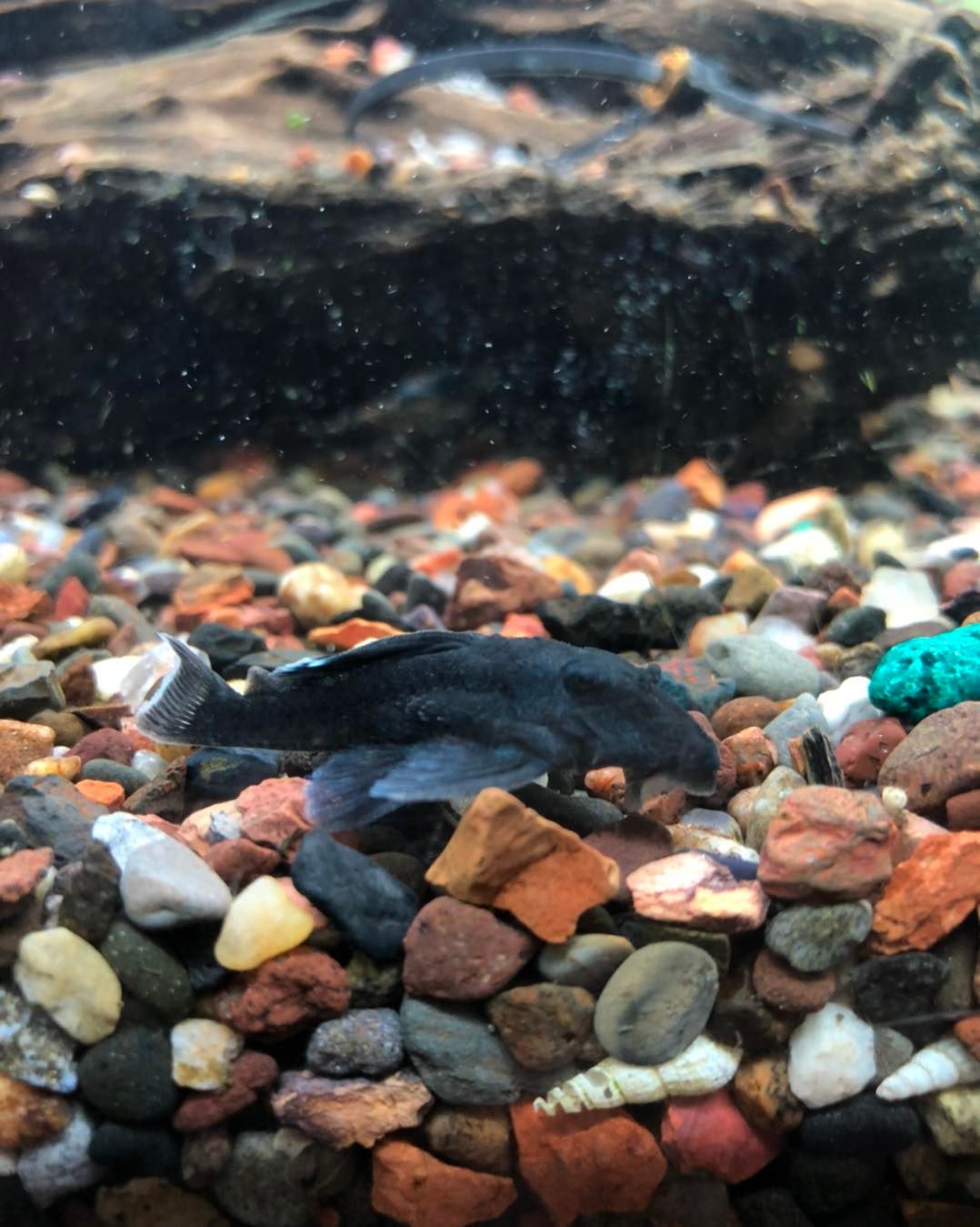 New Arrivals – Forest Lake Pets