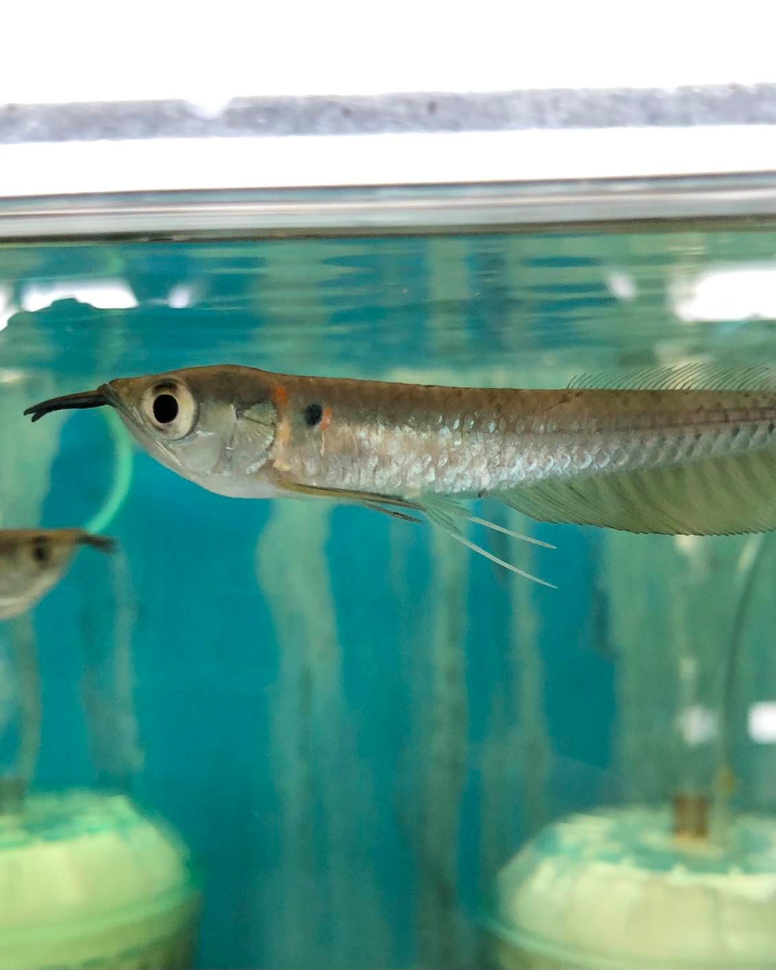 New Arrivals – Forest Lake Pets