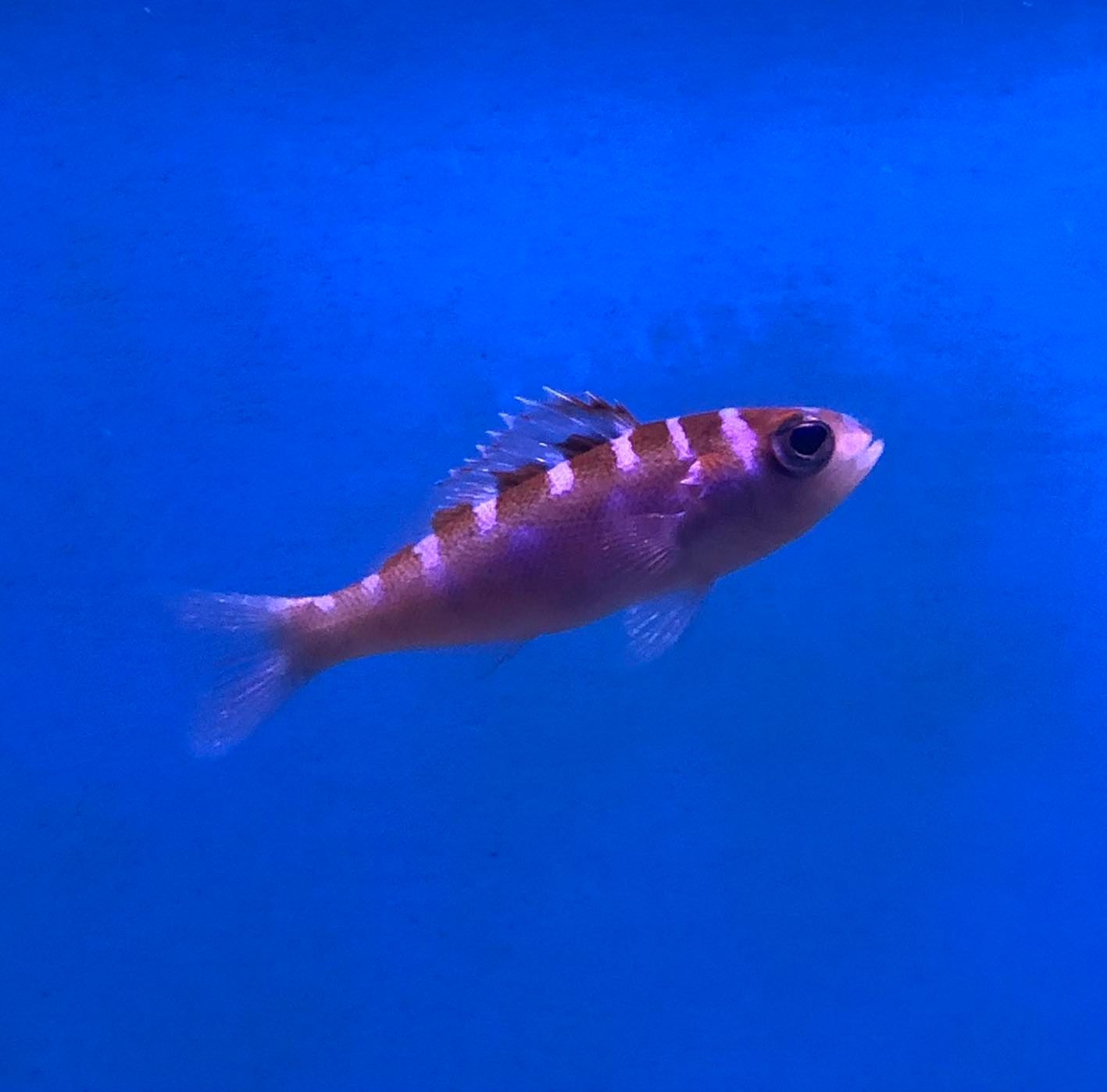 Saltwater – Forest Lake Pets