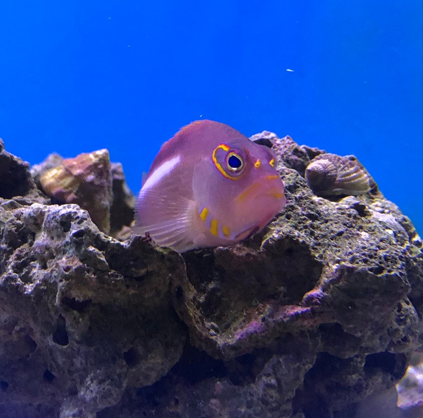 Saltwater – Forest Lake Pets