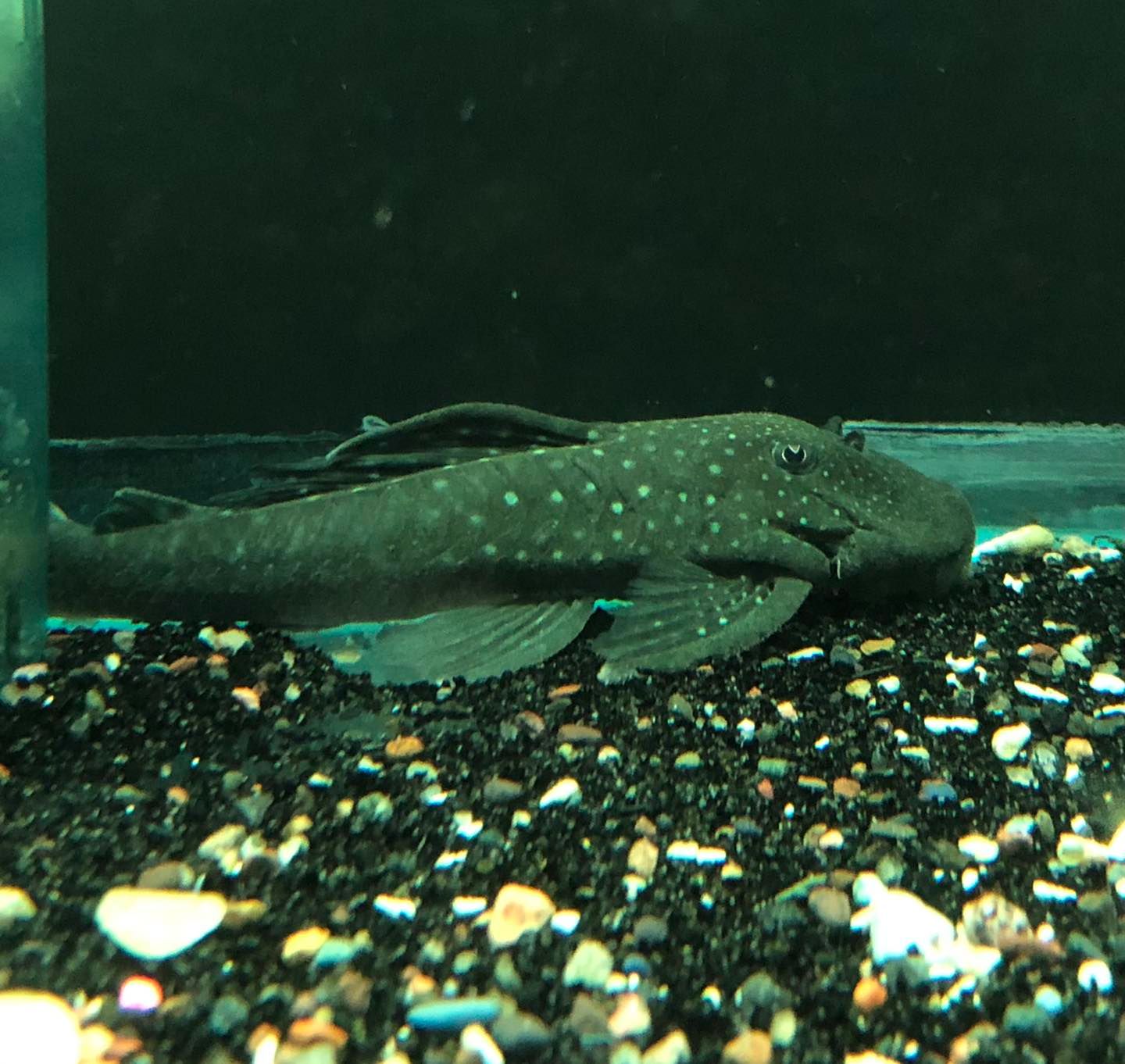 Freshwater – Forest Lake Pets
