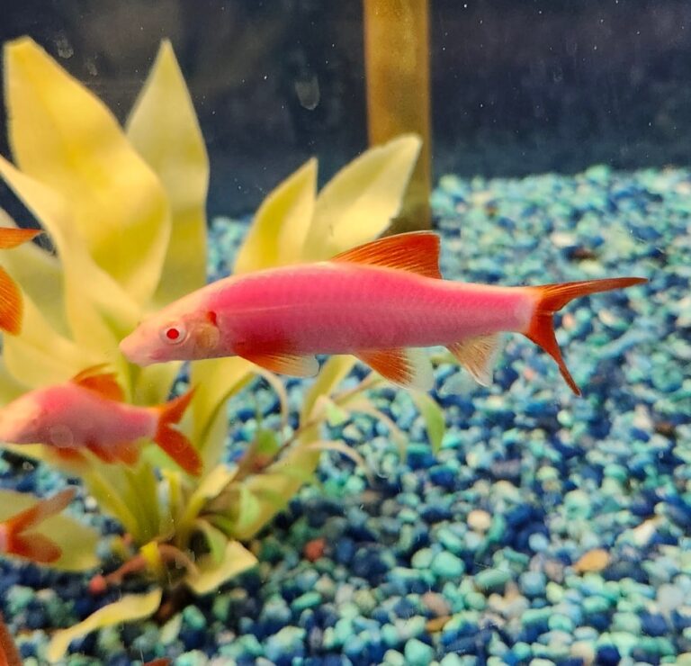 Freshwater Friday 04/26/2024 – Forest Lake Pets