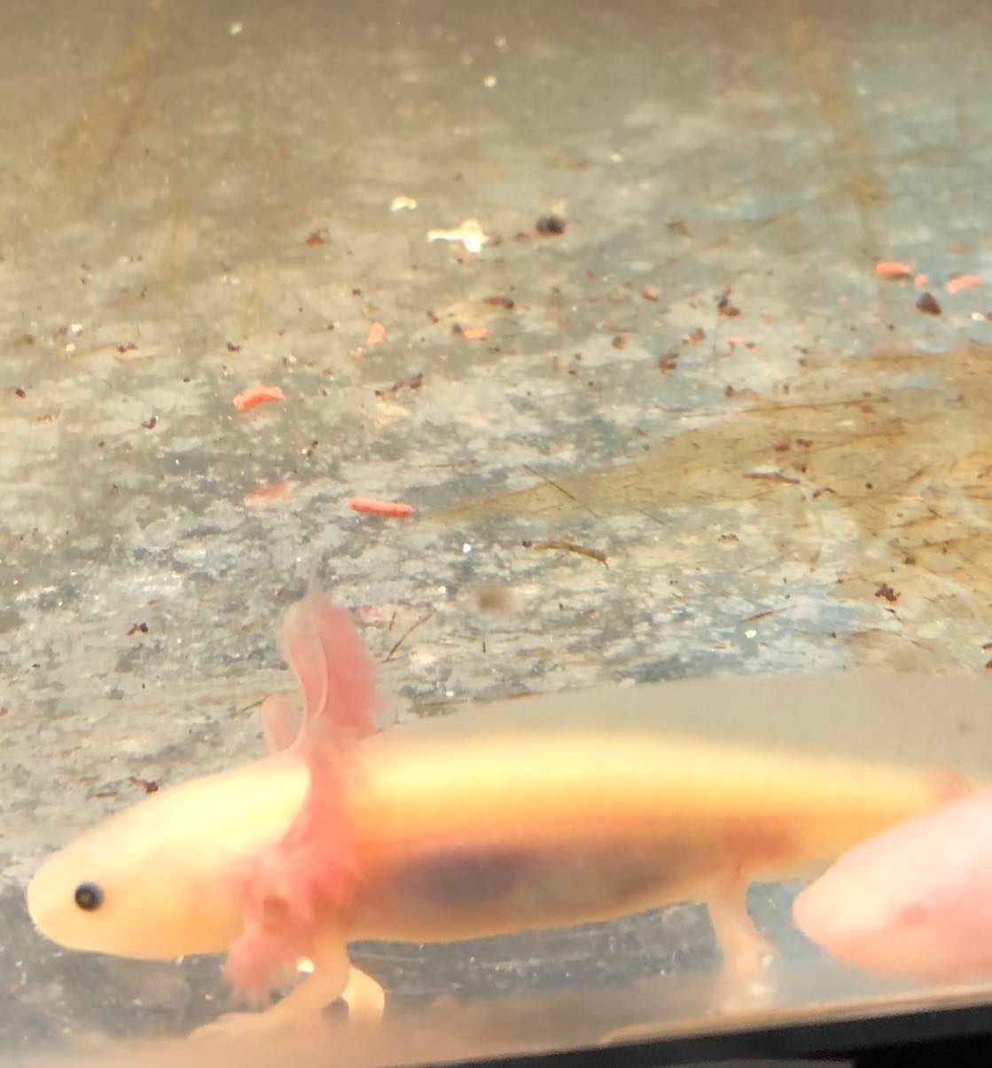 Freshwater – Forest Lake Pets