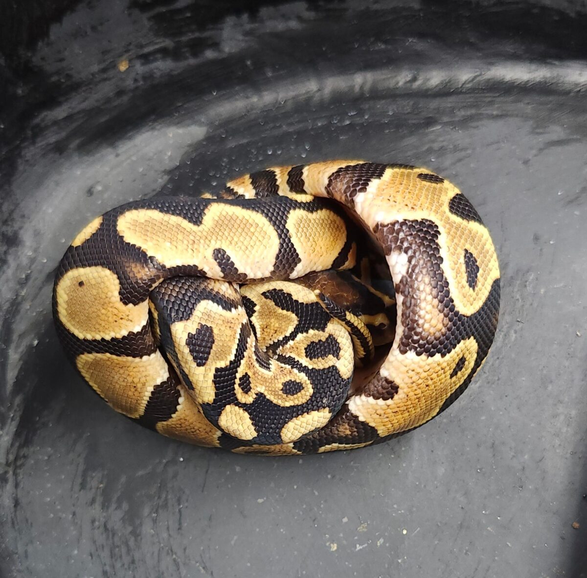 Reptile – Forest Lake Pets