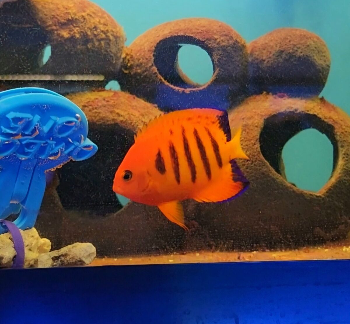 New Arrivals – Forest Lake Pets