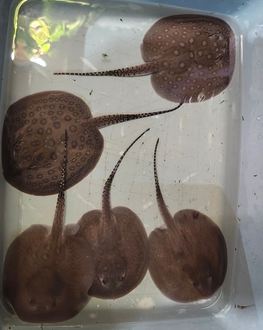 Motoro Stingray Pups 12/03/2025 – Forest Lake Pets